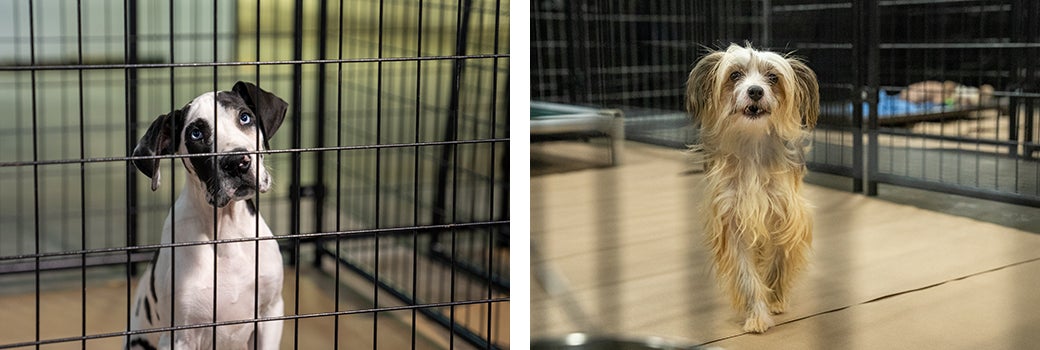 Exclusive Update on Animals Relocated from California Hangar Fire and ...