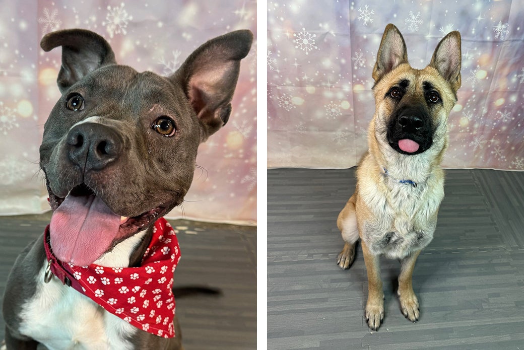 Exclusive Update on Animals Relocated from California Hangar Fire and ...