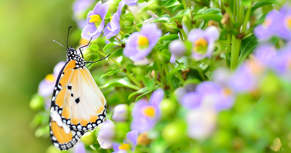 German Violet | ASPCA