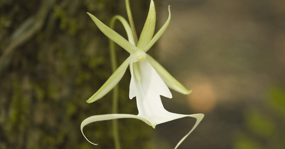 Ghost Leafless Orchid | ASPCA