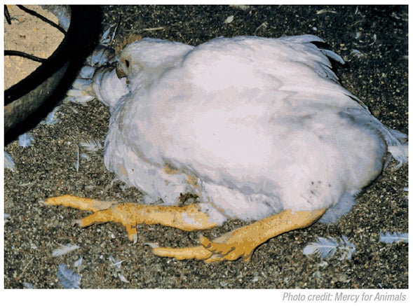 A Growing Problem: Selective Breeding in the Chicken Industry | ASPCA