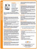 Guinea Pig Care | ASPCA