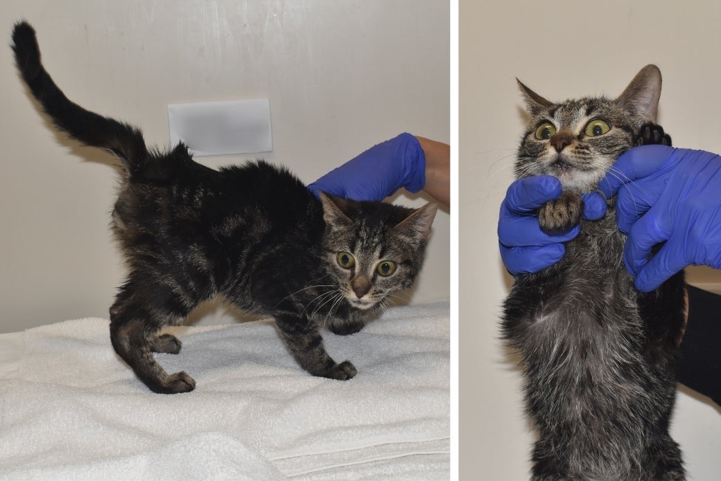 From Injured and Starving to Living His Best Life, Gustavo Never Lost ...