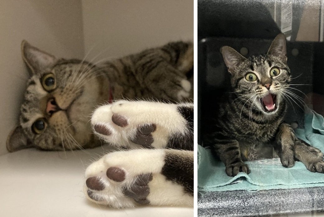 From Injured and Starving to Living His Best Life, Gustavo Never Lost ...