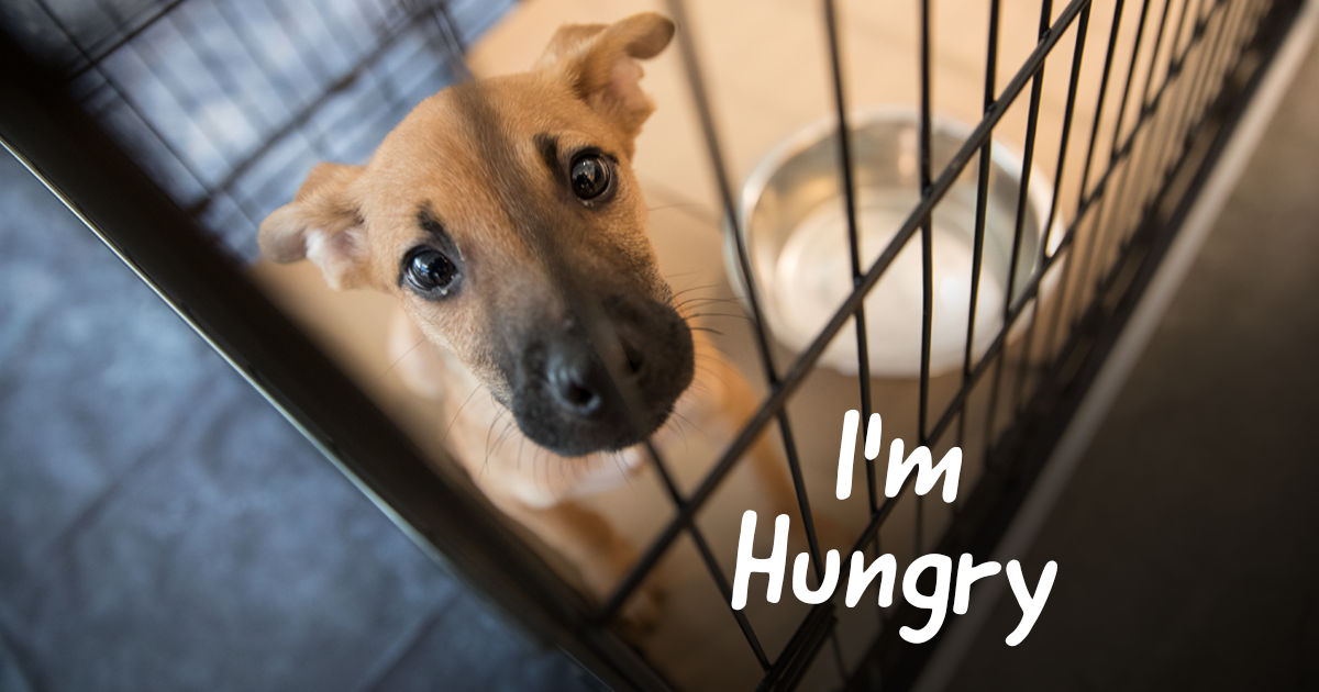 Hungry Animals | ASPCA