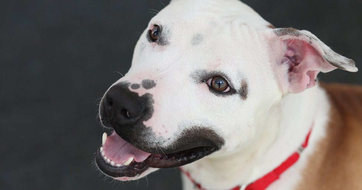 ASPCA Happy Tails: A Kind Companion for Kiko | ASPCA