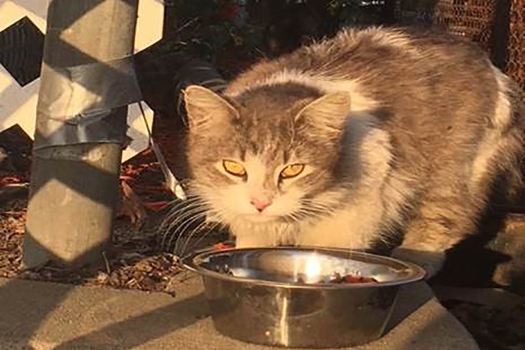 A Big Assist for Lil’ T | ASPCA