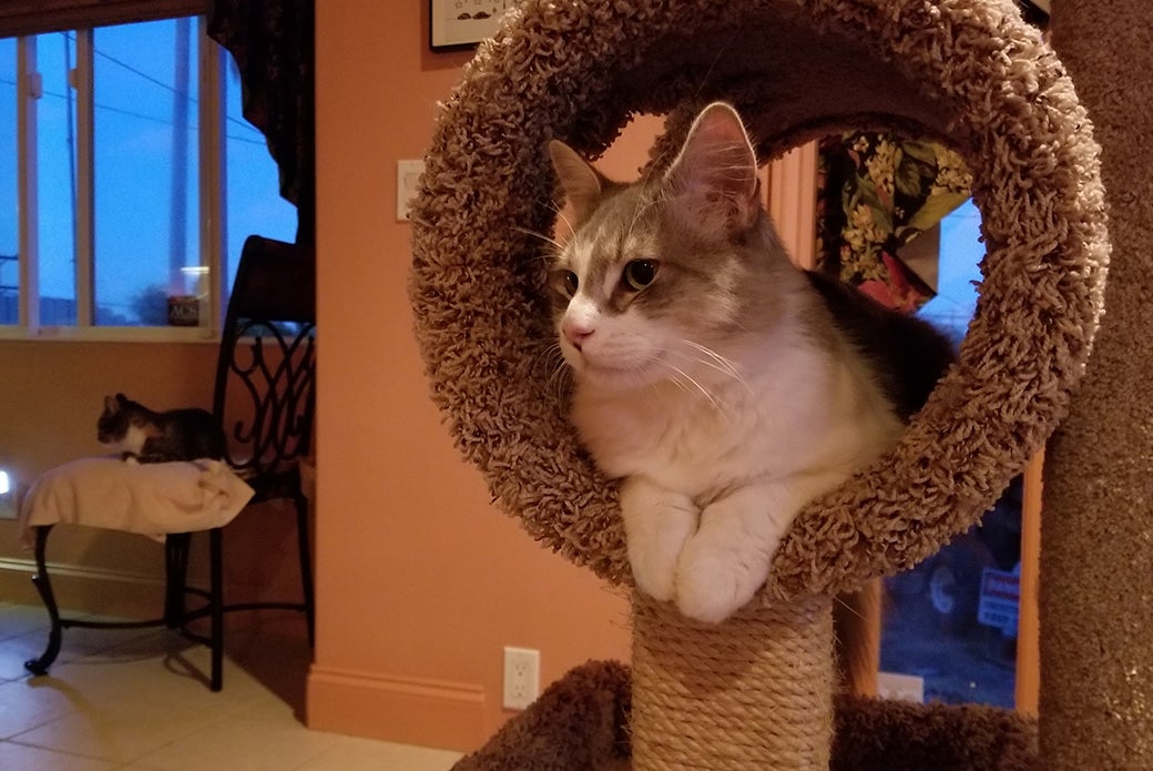 A Big Assist for Lil’ T | ASPCA