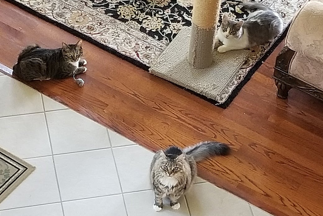 A Big Assist for Lil’ T | ASPCA