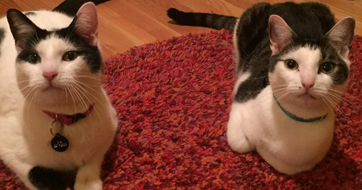 Smooth Roads Ahead: Rolls and Royce Find a Loving Home | ASPCA