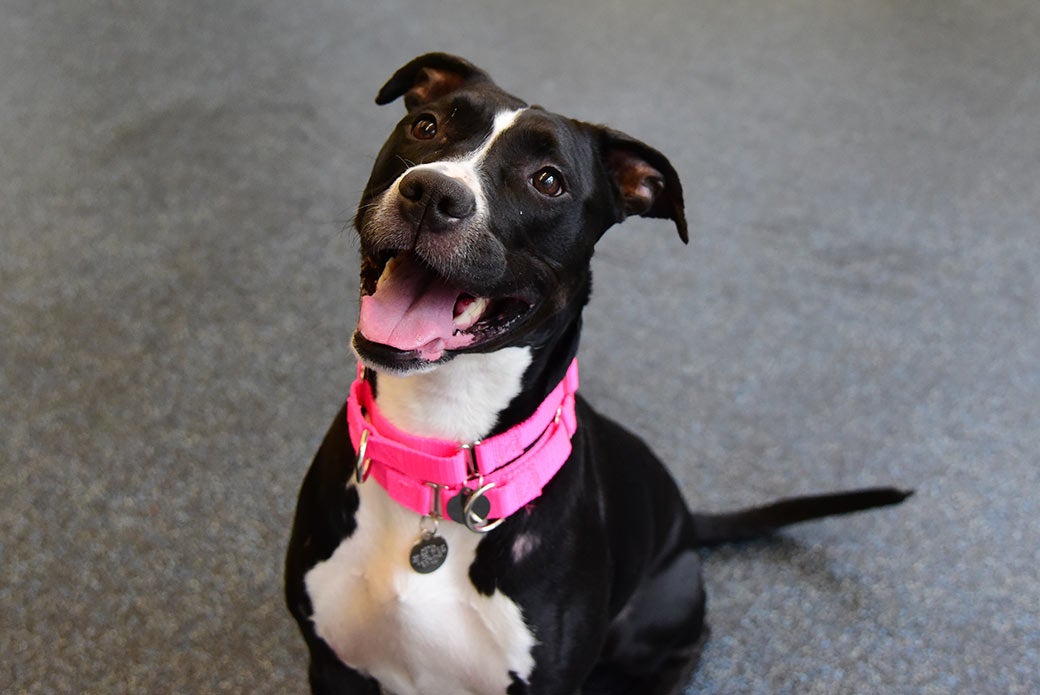 heidi-a41312789_2019april30_0005.jpg | ASPCA