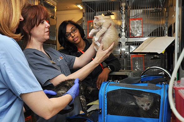 Helping Pets Before They're in Harm's Way | ASPCA