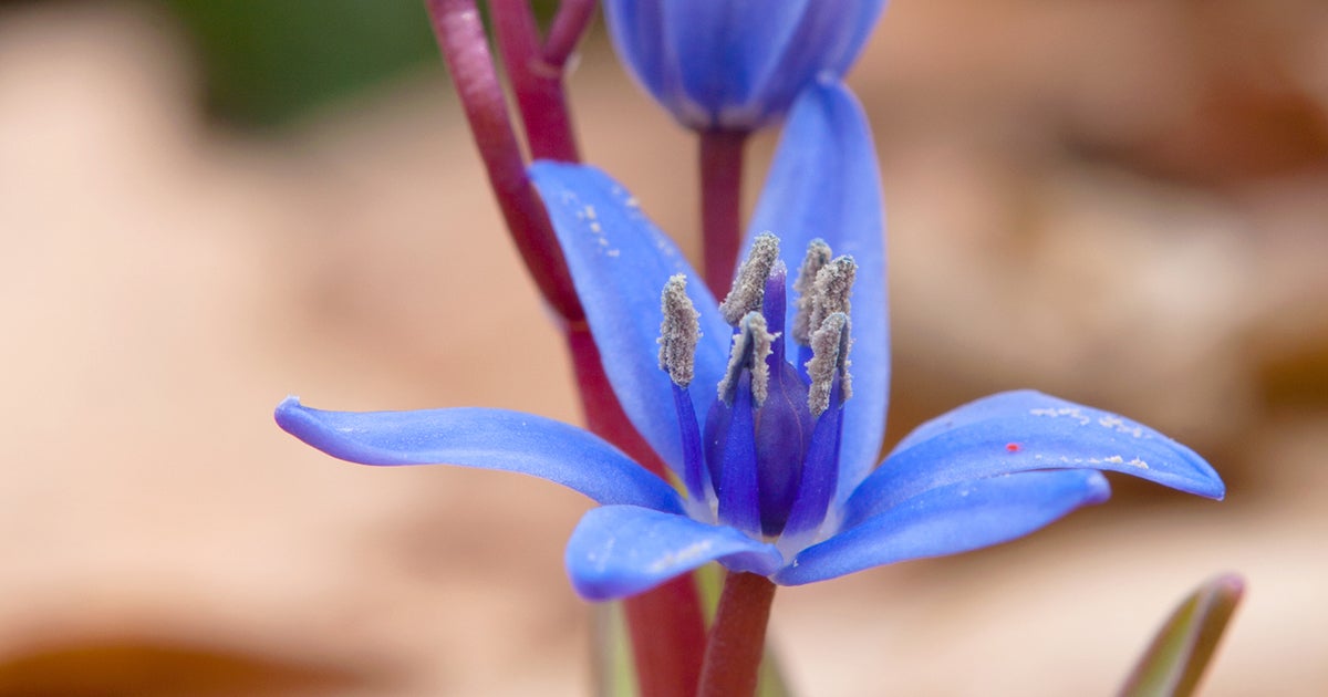 Toxic and Non-toxic Plants: Hookera pulchella | ASPCA