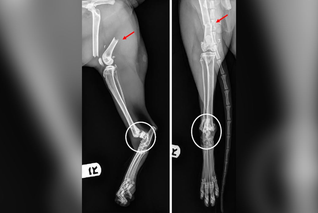 Broken, but Not Beaten: A Resilient Cat’s Inspiring Comeback | ASPCA
