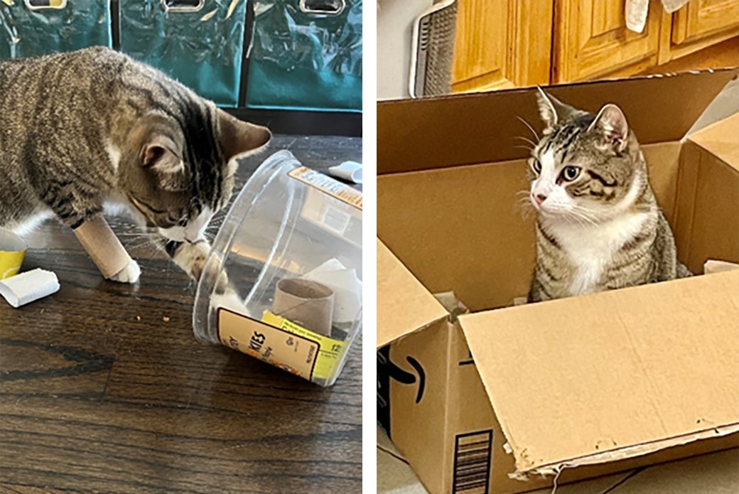 Broken, but Not Beaten: A Resilient Cat’s Inspiring Comeback | ASPCA