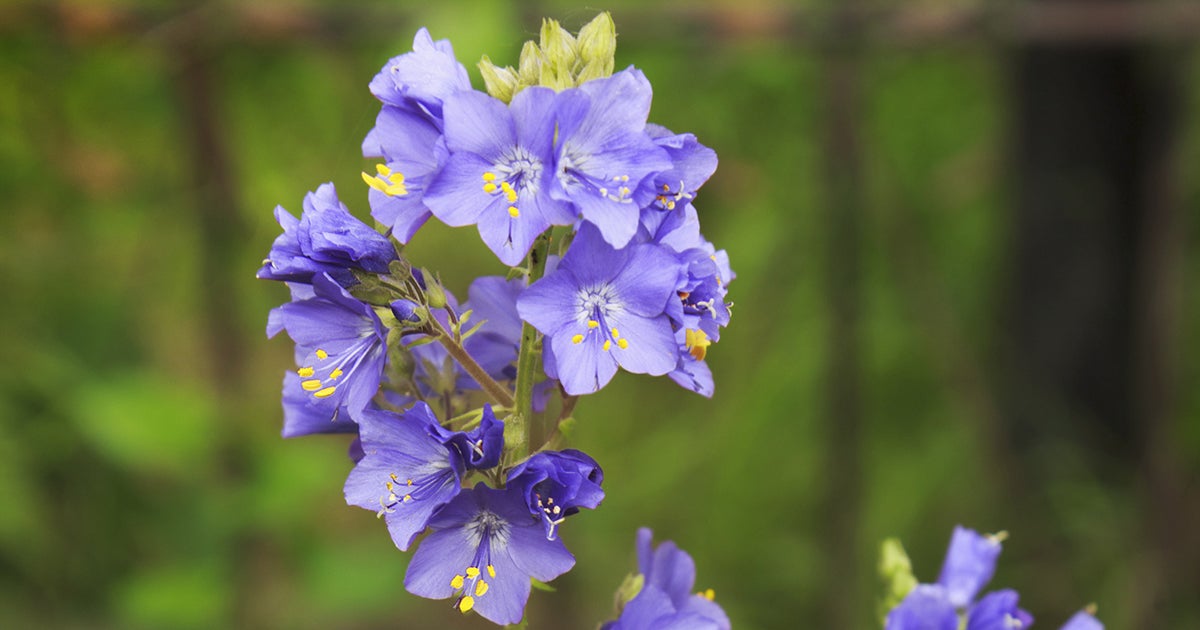 Toxic and Non-toxic Plants: Jacob's Ladder | ASPCA