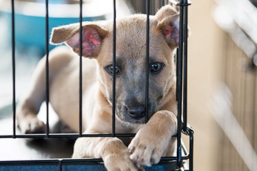 Ways to Give | Donate | Charitable Contributions | ASPCA