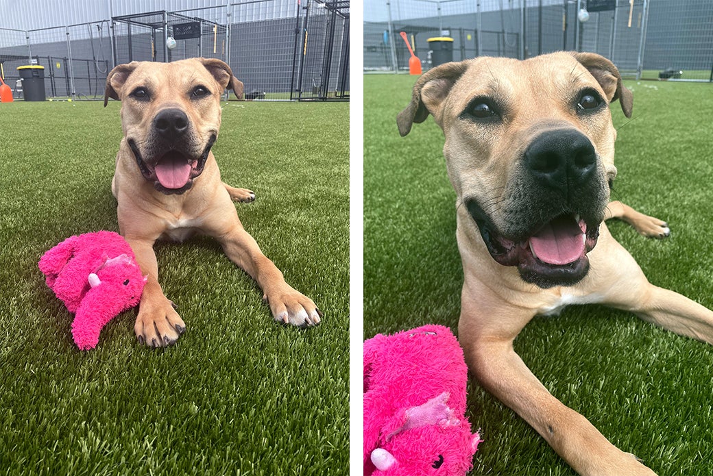 Adoptable Dogs in Ohio: Lady | ASPCA