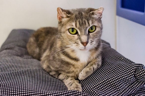 Lychee | ASPCA