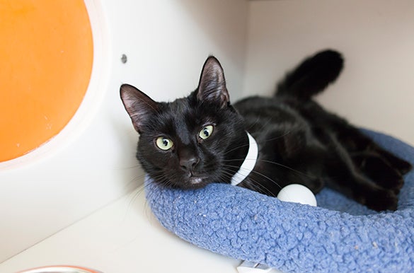 Margaret Thatcher | ASPCA