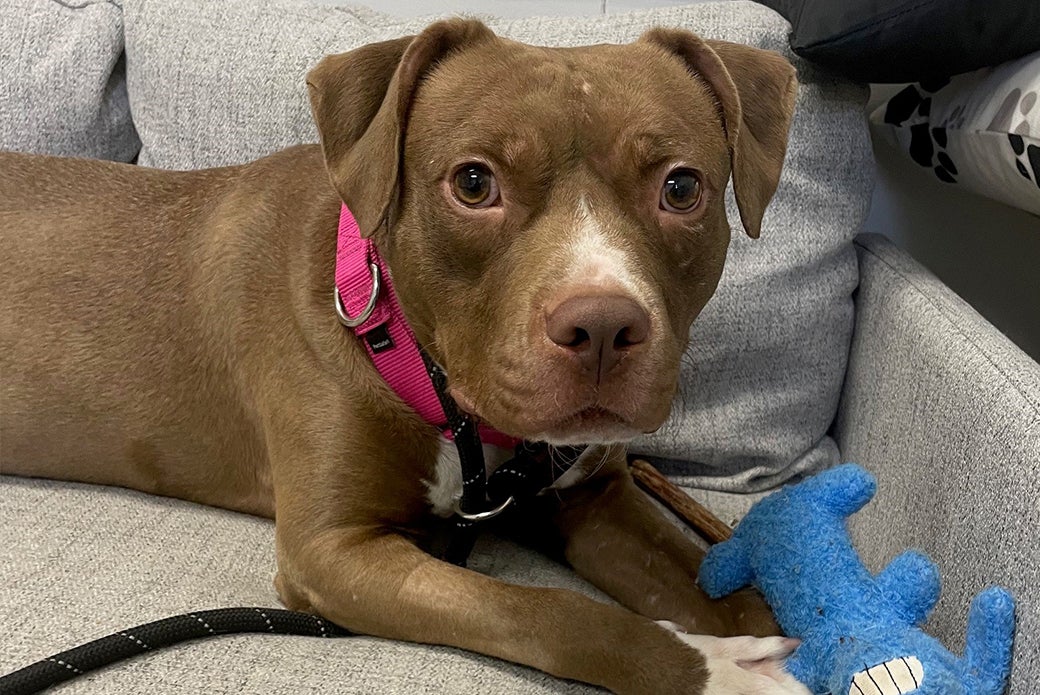 Adoptable Dogs in Ohio: Millie | ASPCA