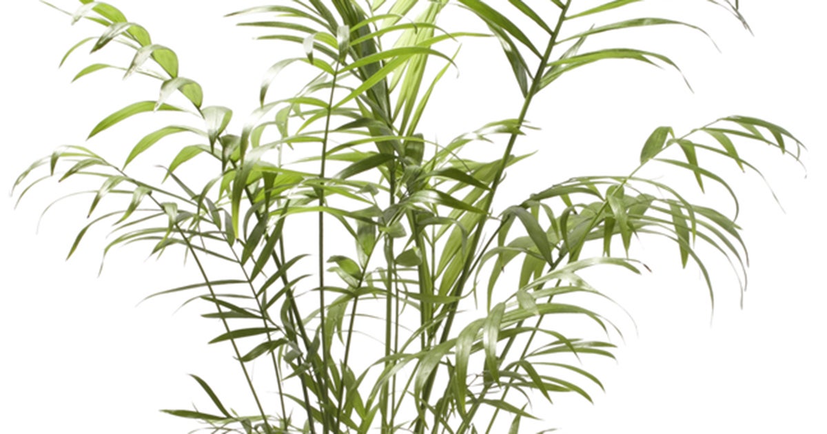 Miniature Fish Tail | ASPCA