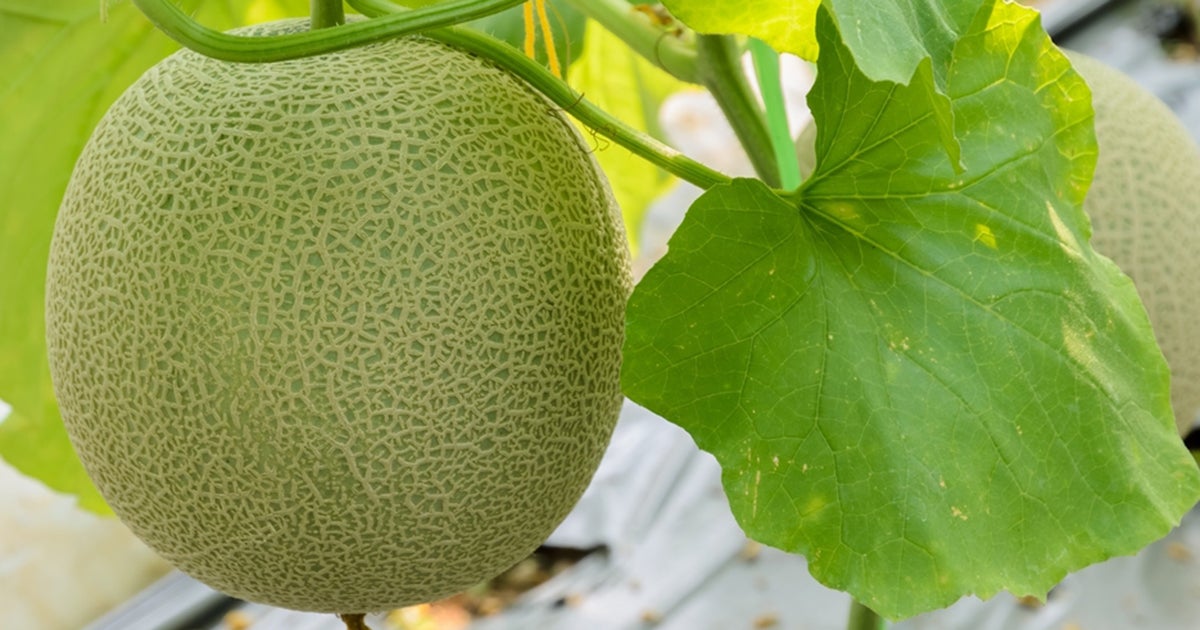 Muskmelon | ASPCA