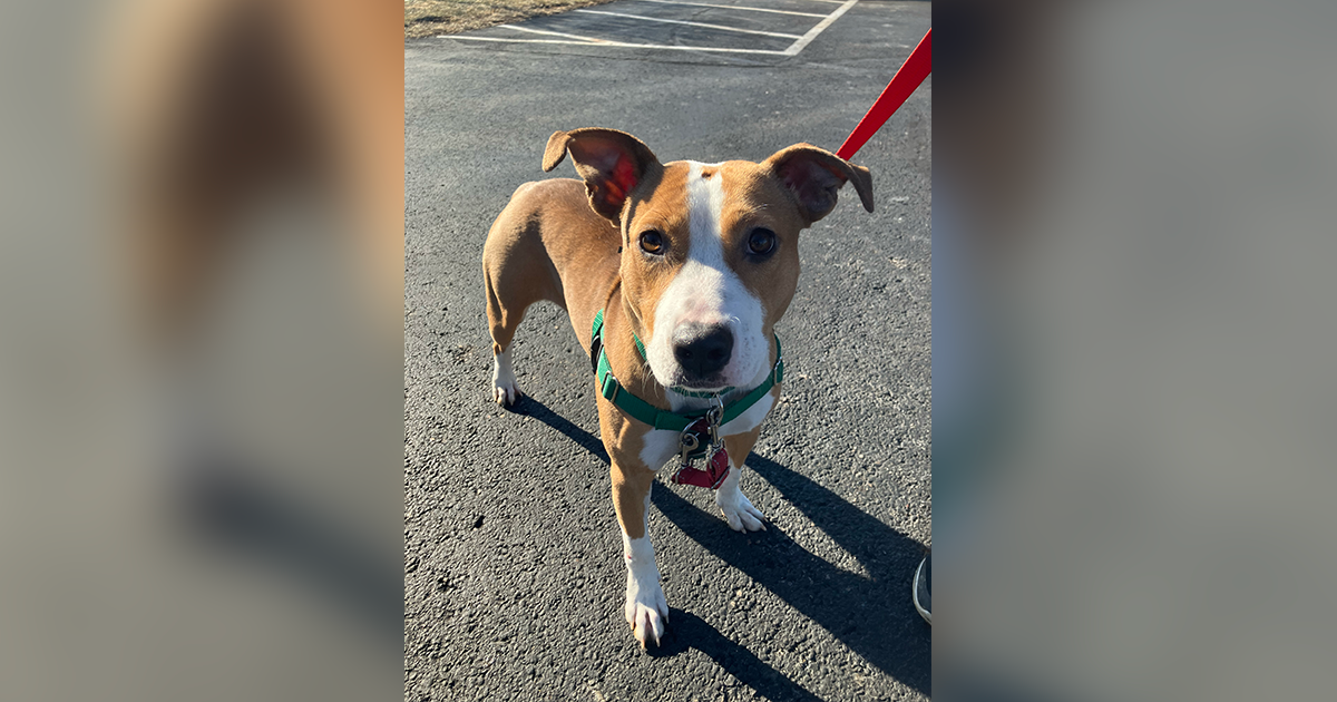 Adoptable Dogs in Ohio: Nemo | ASPCA