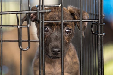 Ways to Give | Donate | Charitable Contributions | ASPCA