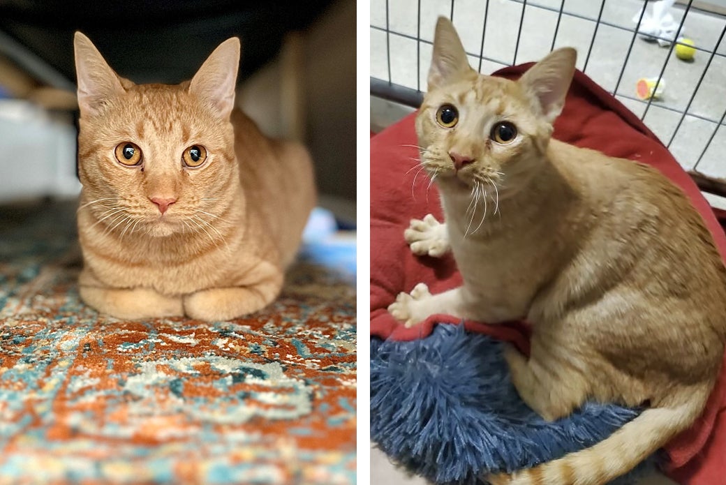 Ohio: All These Cats Want for Christmas is Mew! Make Their Wish Come ...