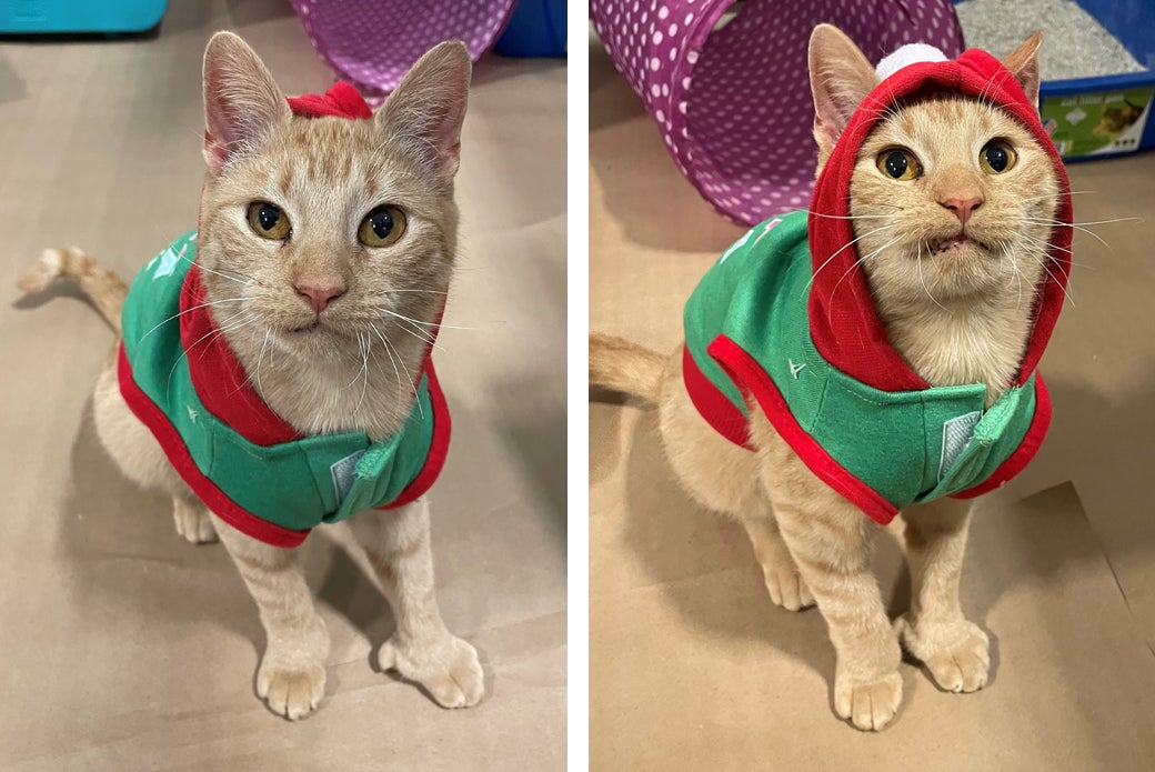 Ohio: All These Cats Want for Christmas is Mew! Make Their Wish Come ...