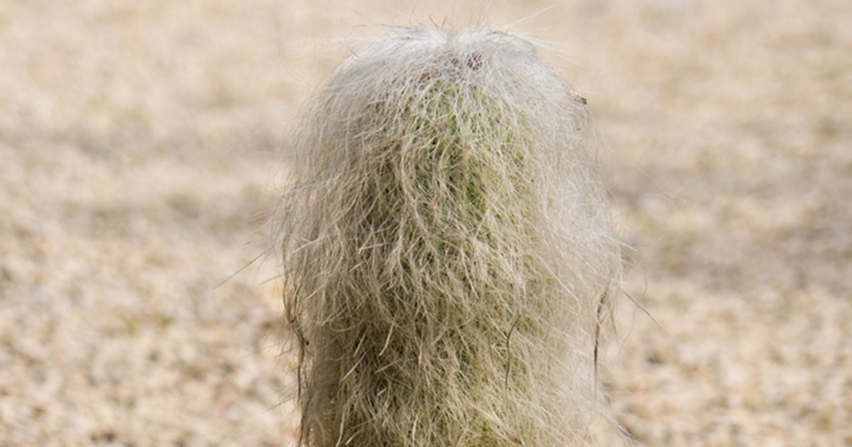 Toxic and Non-toxic Plants: Old Man Cactus | ASPCA