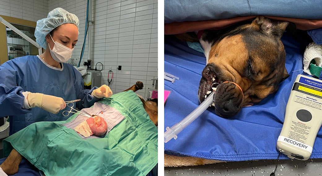 Emergency Pyometra Surgery Saves Dior’s Life | ASPCA