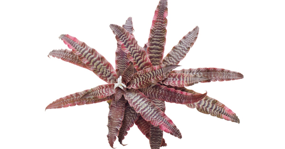 Toxic and Non-toxic Plants: Pheasant Plant | ASPCA