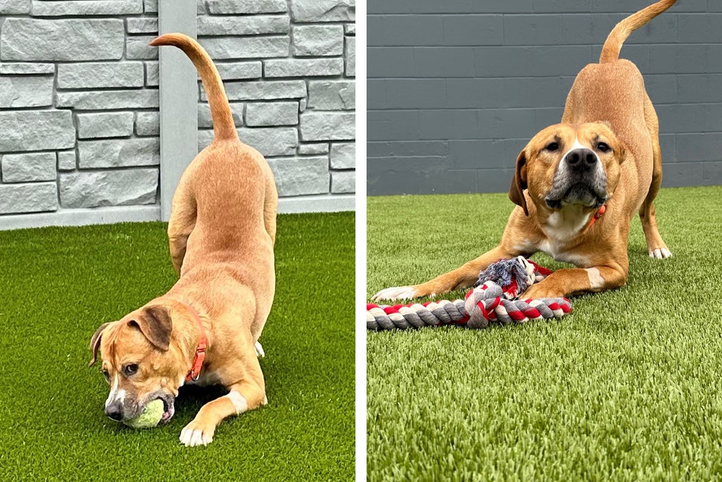 Adoptable Dogs in Ohio: Ham | ASPCA