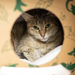 Adopt a Pet | Dogs | Cats | NYC | Adoption Tips | ASPCA