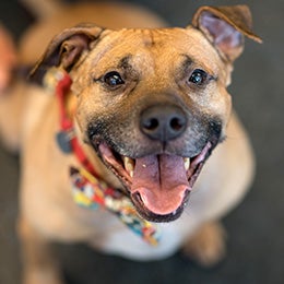 Adopt a Pet | Dogs | Cats | NYC | Adoption Tips | ASPCA