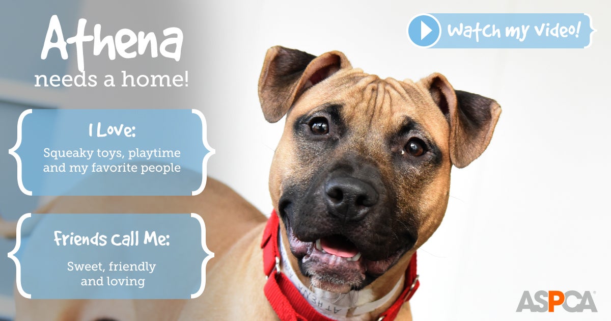 Athena | ASPCA