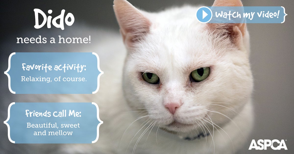 Dido | ASPCA