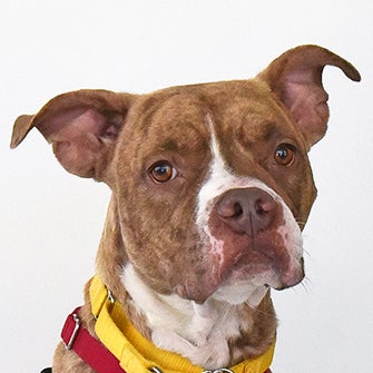 Adopt a Pet | Dogs | Cats | NYC | Adoption Tips | ASPCA