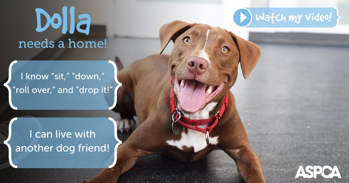 Dolla | ASPCA