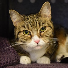 Adopt a Pet | Dogs | Cats | NYC | Adoption Tips | ASPCA