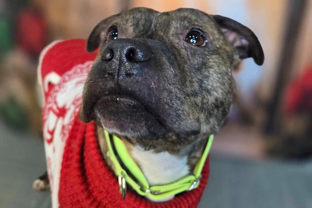 Radio | ASPCA