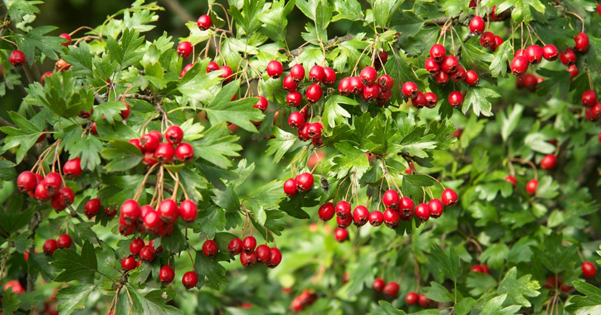 Red Hawthorne | ASPCA