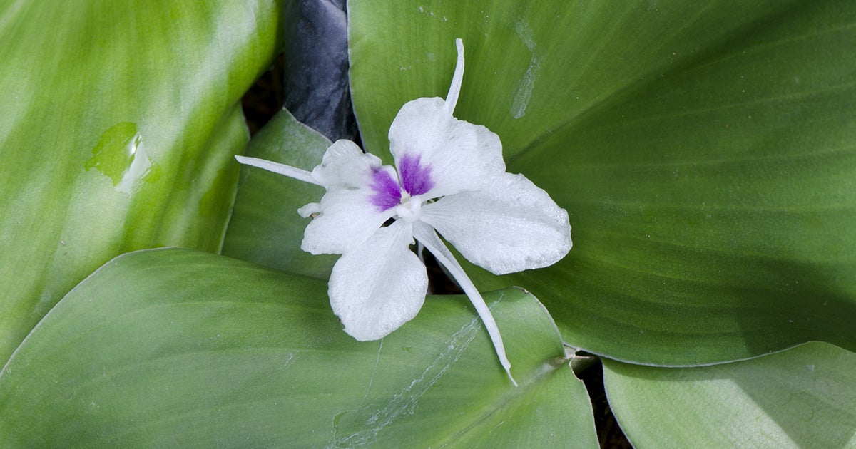 Resurrection Lily | ASPCA