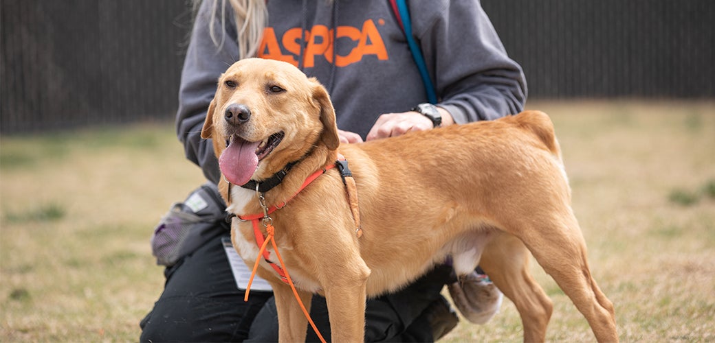 Opportunities at the ASPCA Recovery & Rehabilitation Center | Pawling ...