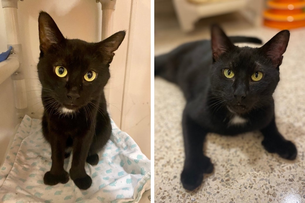 How Hush Got Back on the Saddle and Into a Happy Home | ASPCA