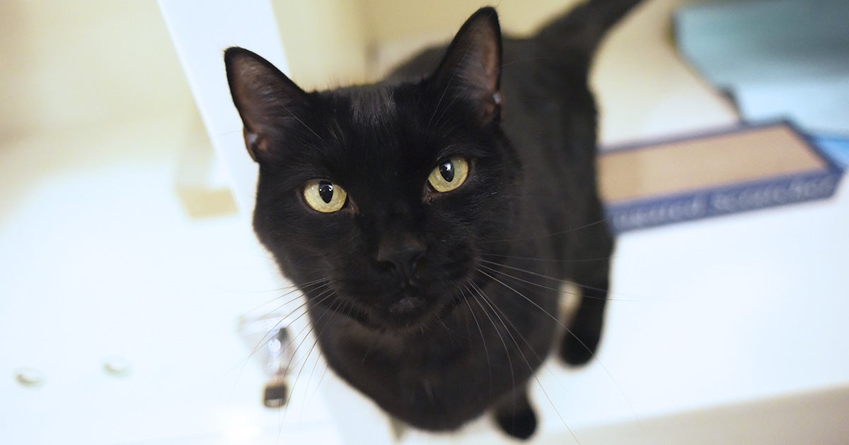 Sheldon | ASPCA