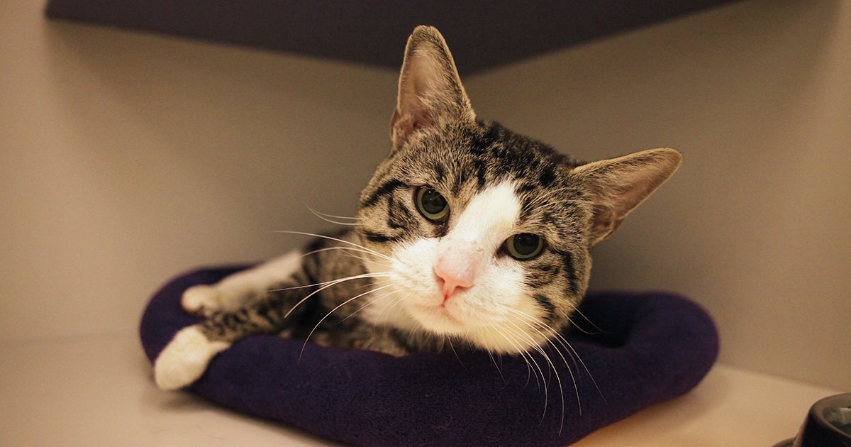 Shimmy | ASPCA