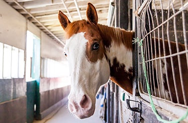Horse Care | ASPCA